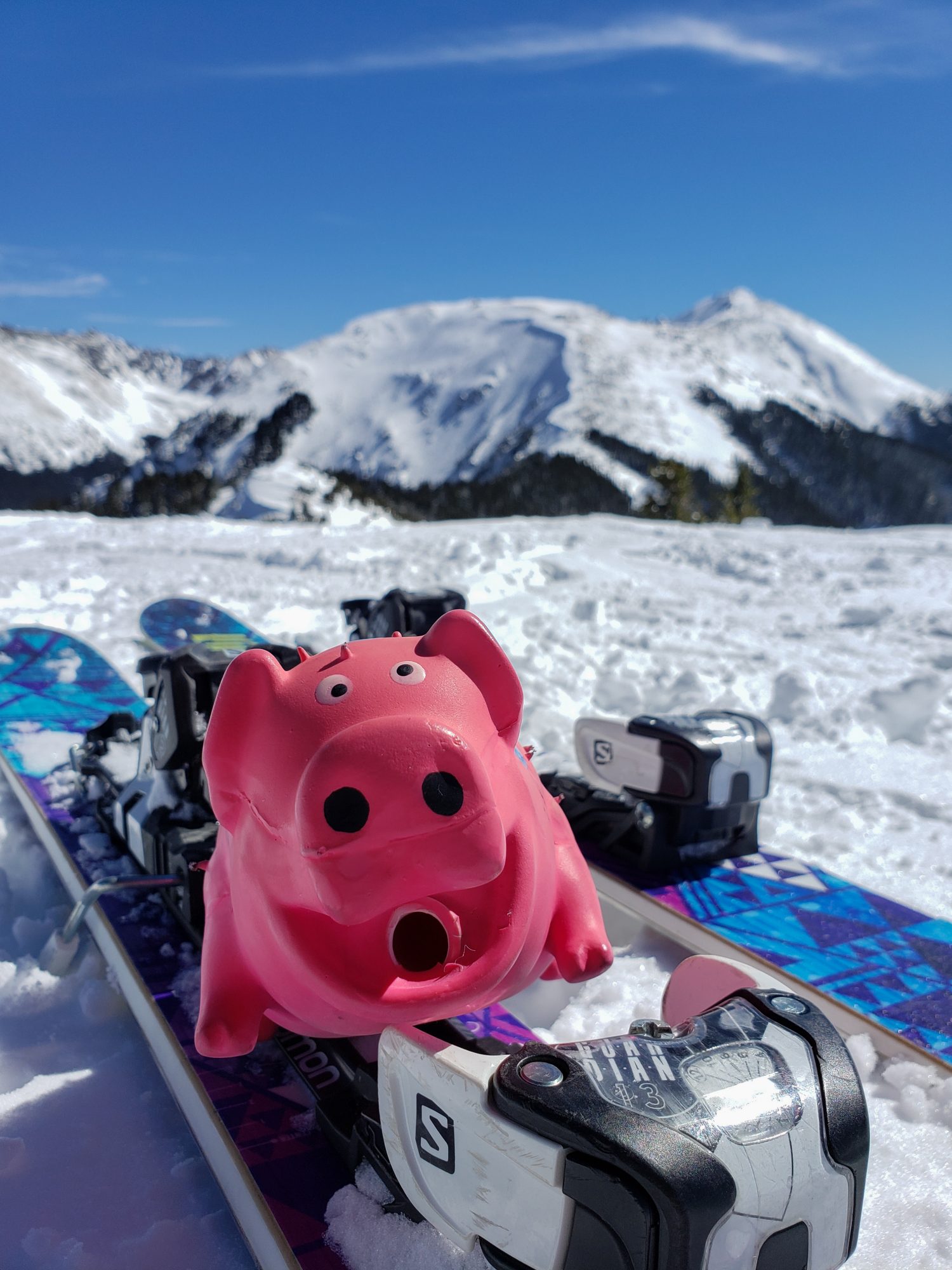 Powder Pig! - skiing is the answer